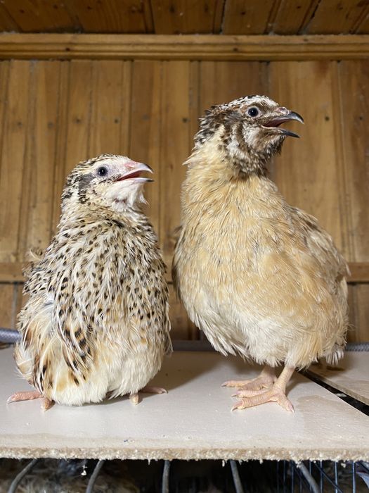 Prepelite carcasa carne, pui si oua de incubat sau consum Jumbo ...