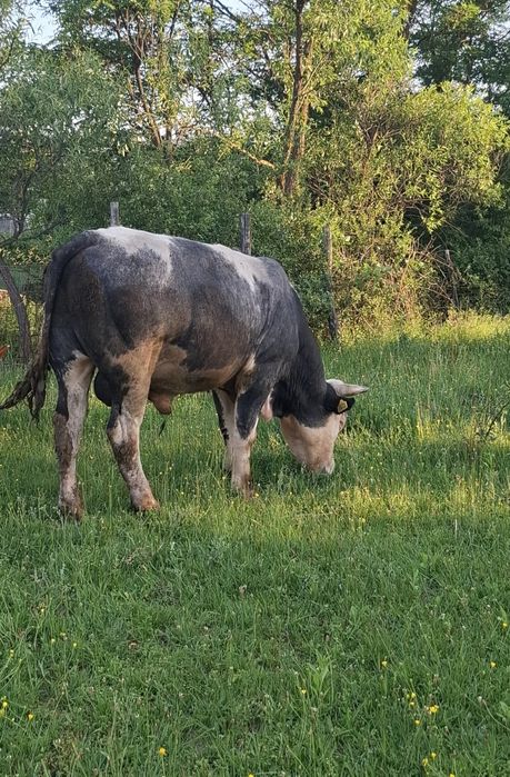 Taur albastru belgian Rasovita • OLX.ro