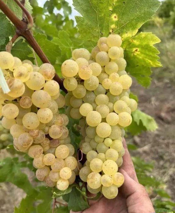 Struguri de vin (Feteasca regala, Tămâioasă Românească, Merlot ...