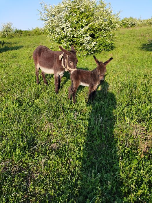 Lapte de măgăriță 100 lei litrul Cluj-Napoca • OLX.ro