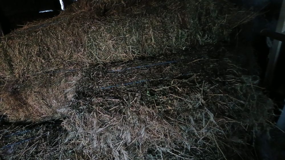 Baloti de lucerna Braila • OLX.ro