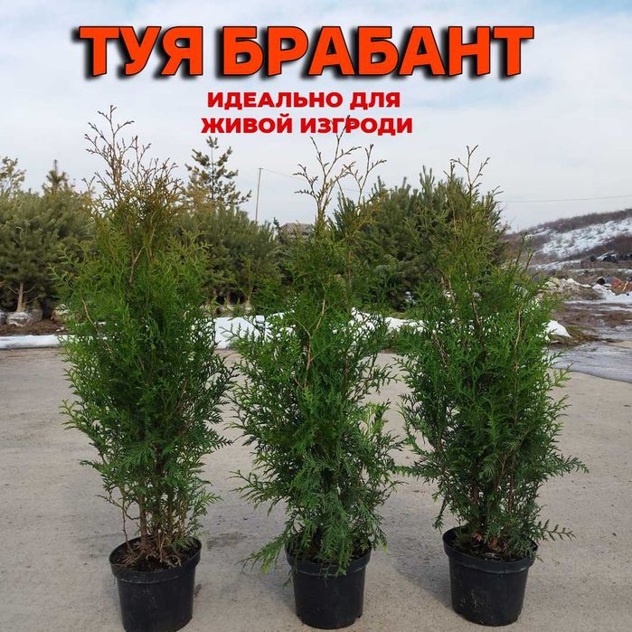 Саженцы Туя смарагд Сосна можжевельники Туи Елка голубая зеленая ель: 6 ...