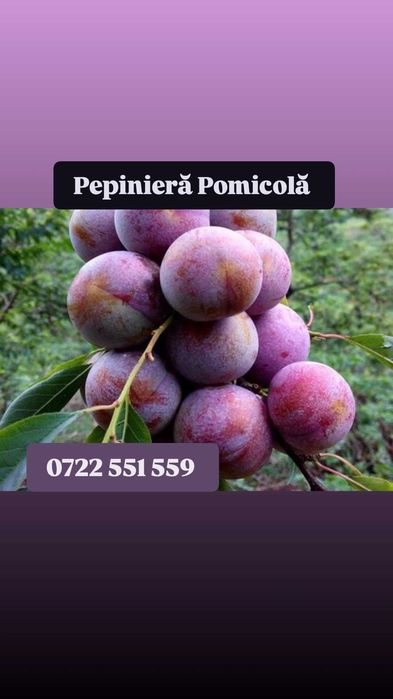 Pomi fructiferi calitate superioară certificati Mizil • OLX.ro