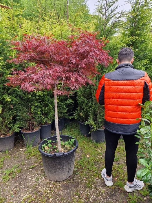 Artar japonez ( acer palmatum, disectum ) Bucuresti Sectorul 1 • OLX.ro