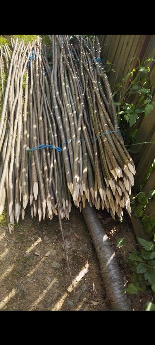 Araci de fasole și rosii Brasov • OLX.ro