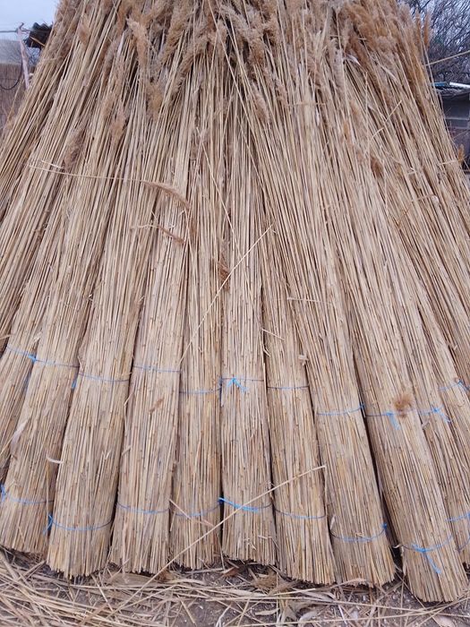 Vând stuf circumferința 60 cm Tulcea • OLX.ro