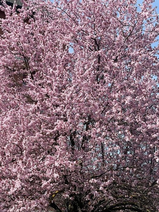 Palmieri,măslini seculari yucca rostrata Voluntari • OLX.ro