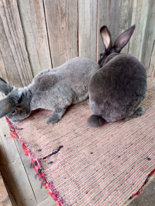 Uriaș german albastru și Rex albastru Matei • OLX.ro