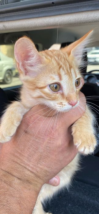 Adoptie/donatie puiuti superbi metis birmaneza si rasa europeana Jilava ...