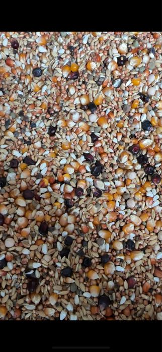 Minerale si amestec porumbei Gheboaia • OLX.ro