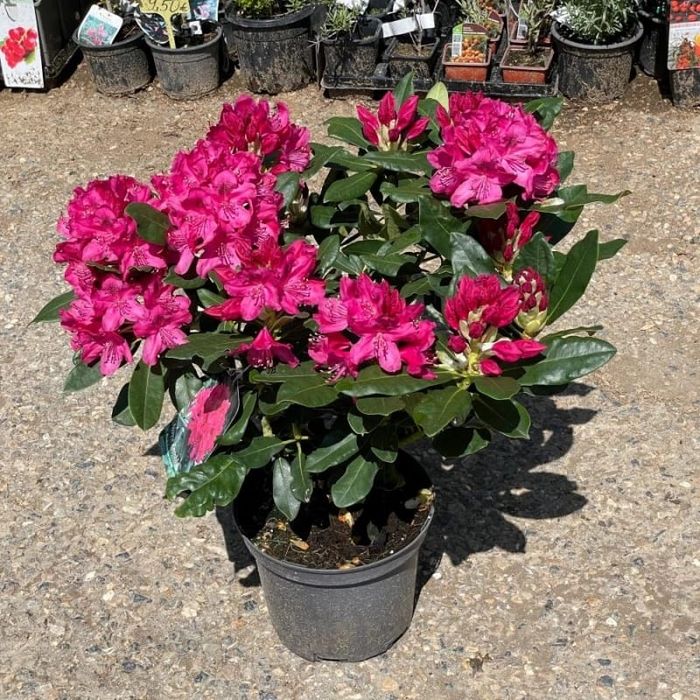 Vand rhododendron , azalee, bujori de munte Cluj-Napoca • OLX.ro