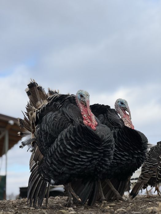 Curcani si curci de vanzare Sudrigiu • OLX.ro