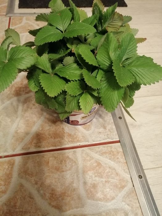 Vand fragi mari de cultura, Premium Pitesti • OLX.ro