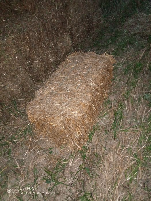 baloti fan de vanzare ' Anunturi ' OLX.ro