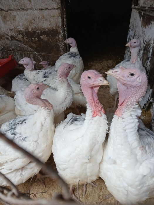 Curcani de vânzare Vidra • OLX.ro