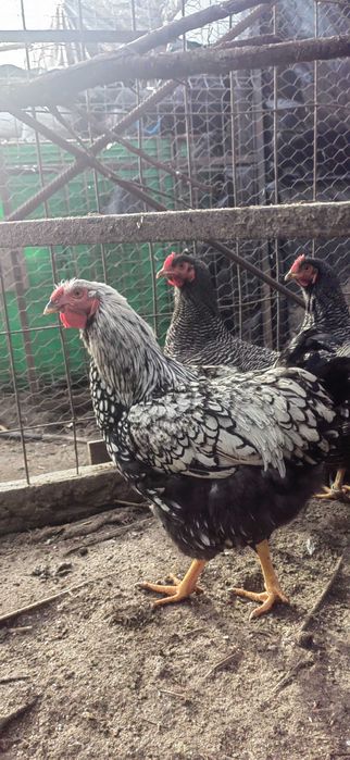 Vand gainii si cocosii Cazanesti • OLX.ro