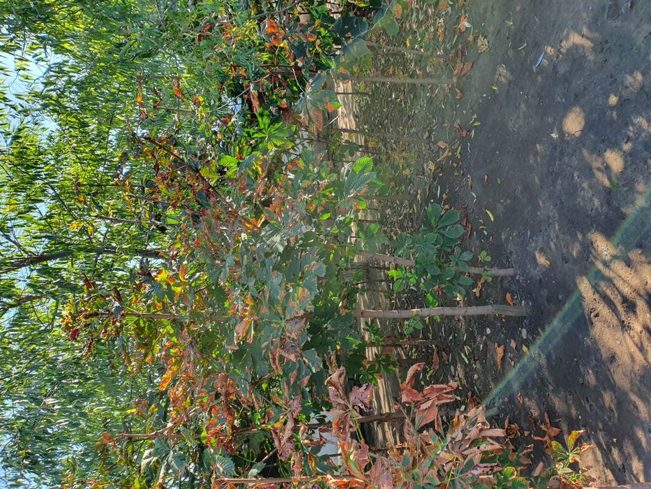 Tei de floare mesteacăn platani castani tuia leylandi Cluj-Napoca • OLX.ro