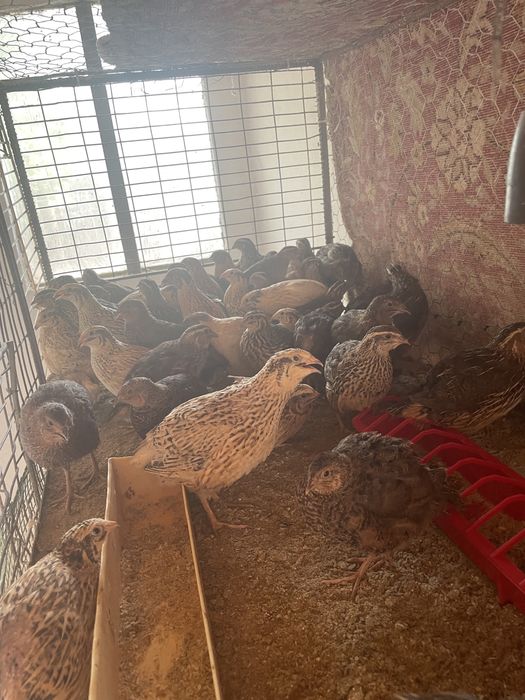 Prepelite ouatoare Matasaru • OLX.ro