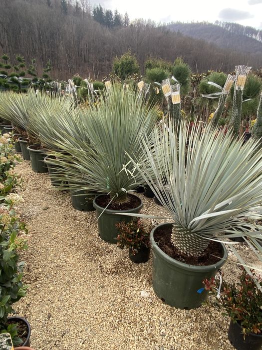 Yucca la ghiveci si plante Satu Mare • OLX.ro
