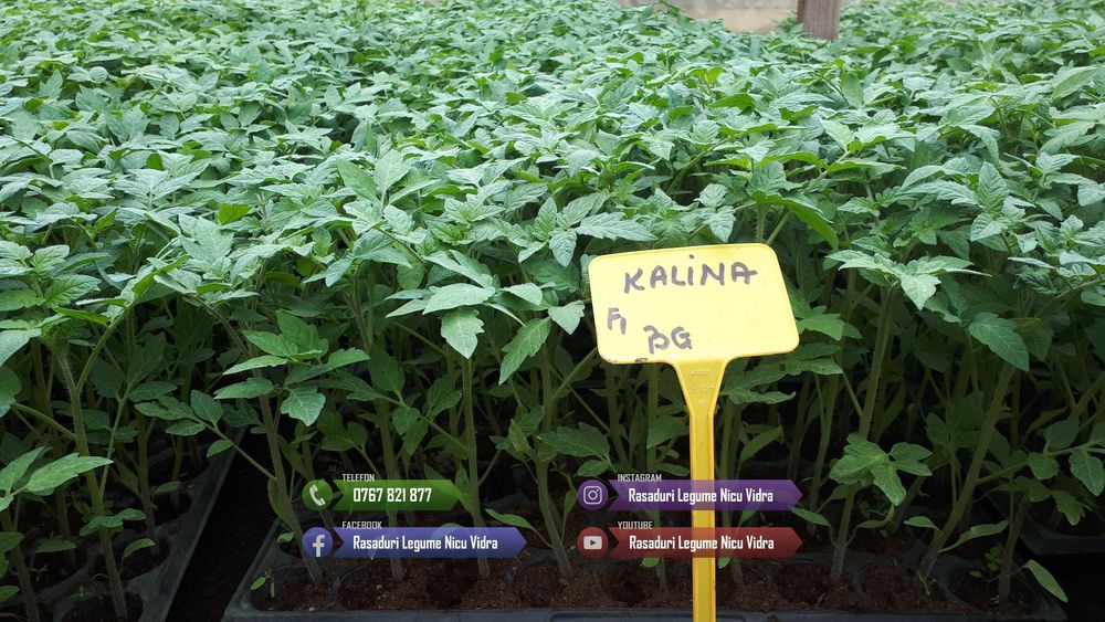 Rasad | Rasaduri Rosii Prekos Kalina Reyana Rila Bendida Kiveli ...