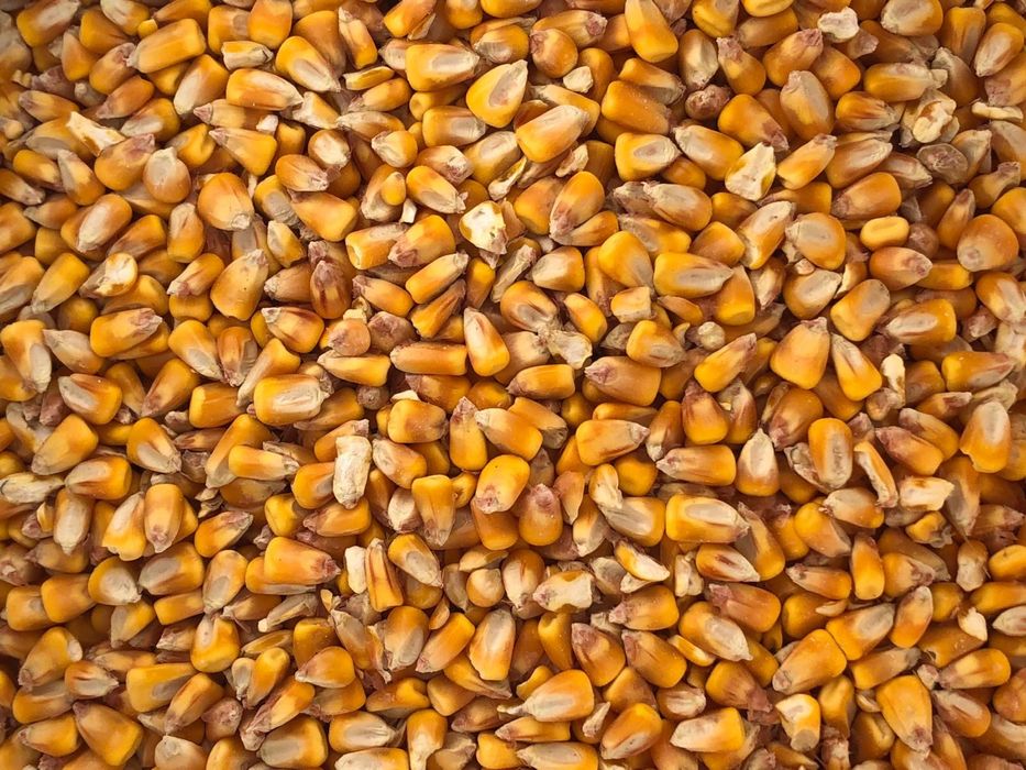 Porumb boabe de vanzare Iernut • OLX.ro