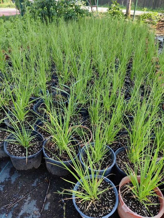 Vindem Iarba Pampas Roz/Alb anul 2/ Iarba albastra anul 2/ Lavanda ...
