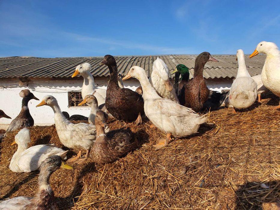 Boboci de rață gigant Isabella XXL Tulcea • OLX.ro