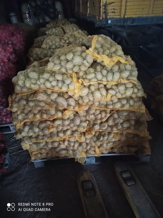 Cartofi consum Rosu si alb in saci de 10 kg Catalina • OLX.ro