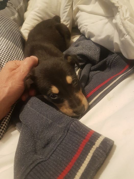 Pui de catel 6 saptamani Ilfov Baneasa • OLX.ro