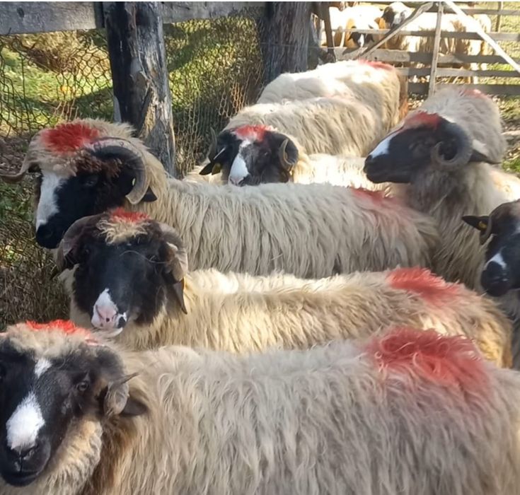 Berbecuți brezi de Petroșani Hateg • OLX.ro