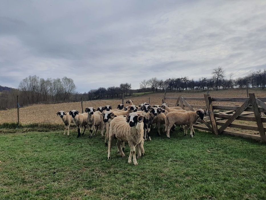 Vand berbeci breji cu certificat de origine- an nastere 2022 Valisoara ...