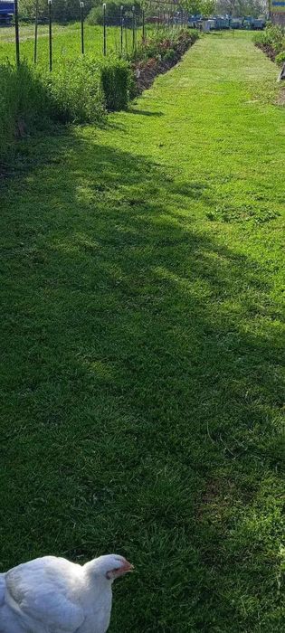 Casa + teren Balta Doamnei, Curcubeu Vladiceasca • OLX.ro