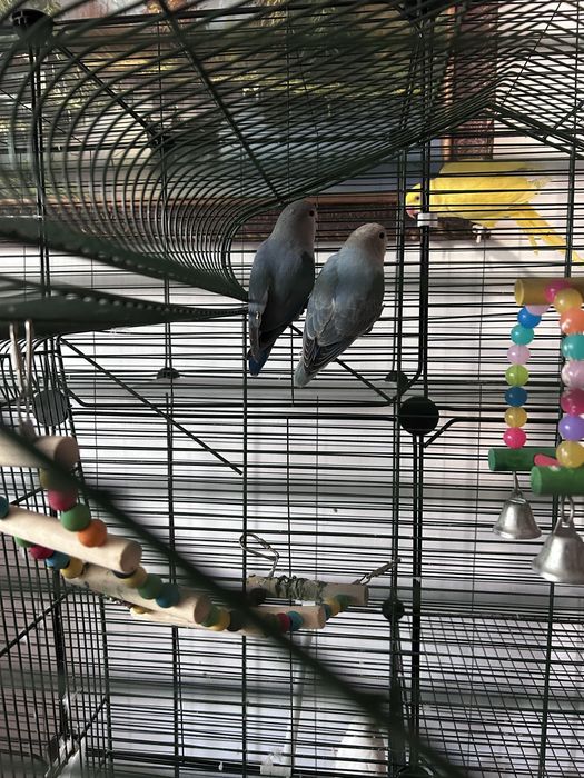 Papagali Micul Alexander 600 lei, Agapornis 150 lei, Perusi (Ieftin ...