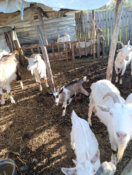 Iezi de vânzare , din capre bune de lapte se pot vedea la fața locului Buzau • OLX.ro