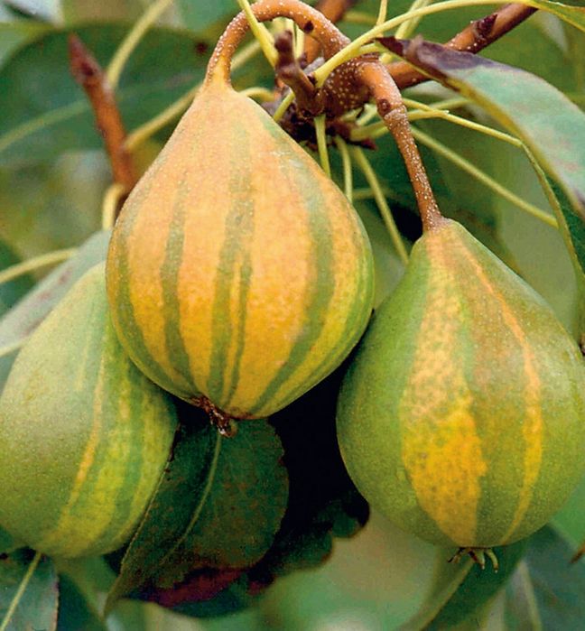 Par Dungat Elvetian Aromat Ciumbrud • OLX.ro