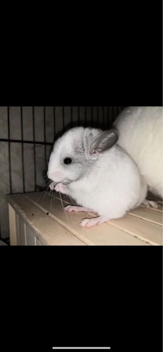 Pui de șinsila chinchilla cincila chinchila Bucuresti Sectorul 1 • OLX.ro