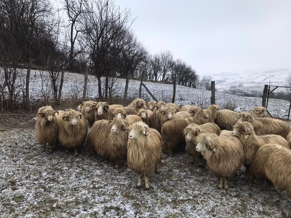 Berbeci si notini bali de vanzare Bistrita • OLX.ro