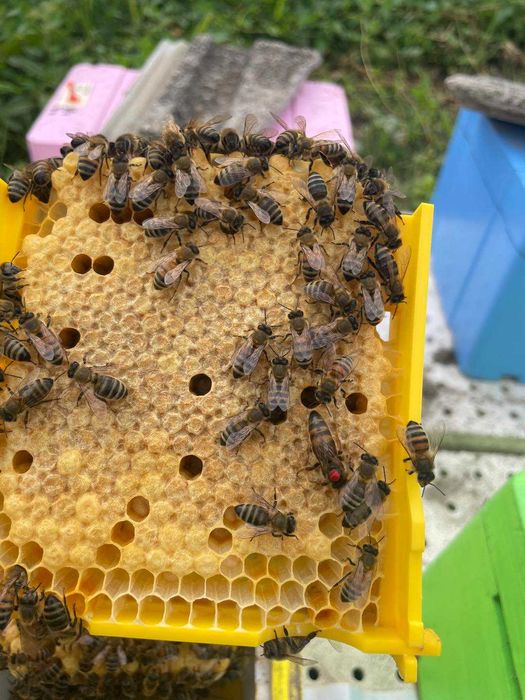 Matci Buckfast si Carnica 2024 Rosiori de Vede • OLX.ro