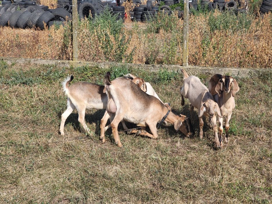 Capre Anglo-nubiene Curtici • OLX.ro