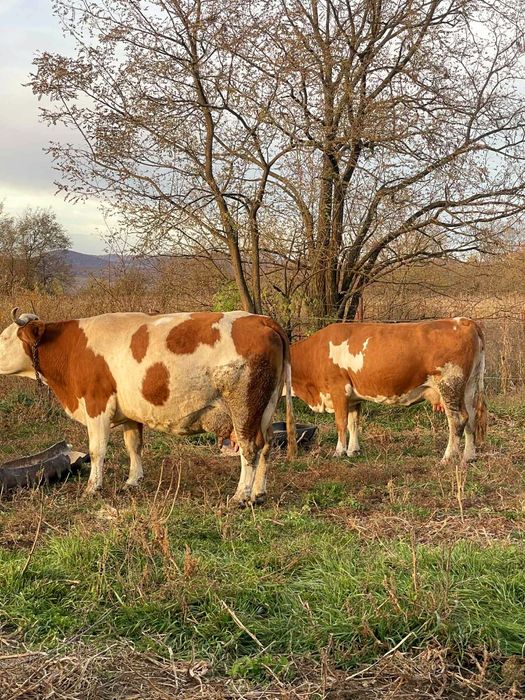 Vând vaca baltata românească cu vitea recent fatata garantata l ...