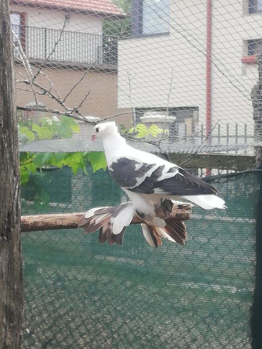 Randunele de saxonia Tilecus • OLX.ro