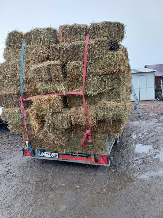 Baloti de fan, lucerna, paie, otava Onesti • OLX.ro