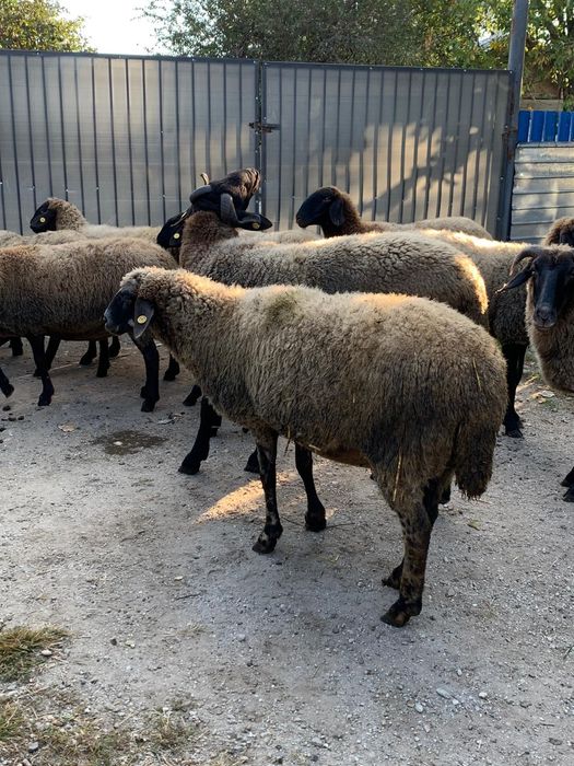 Vand oi carabase Mihailesti • OLX.ro