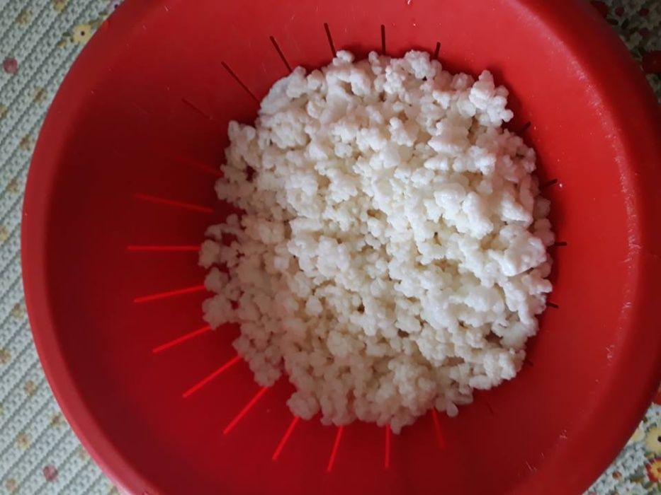 Chefir Ciuperca Tibetiana Targu-Mures • OLX.ro