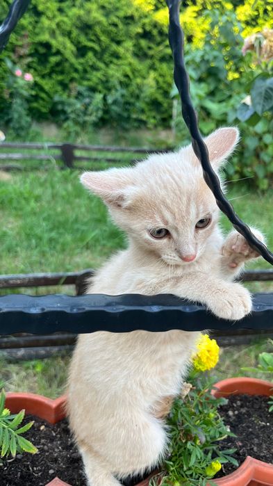 Pisoi adorabili - Adoptie - Falticeni Falticeni • OLX.ro