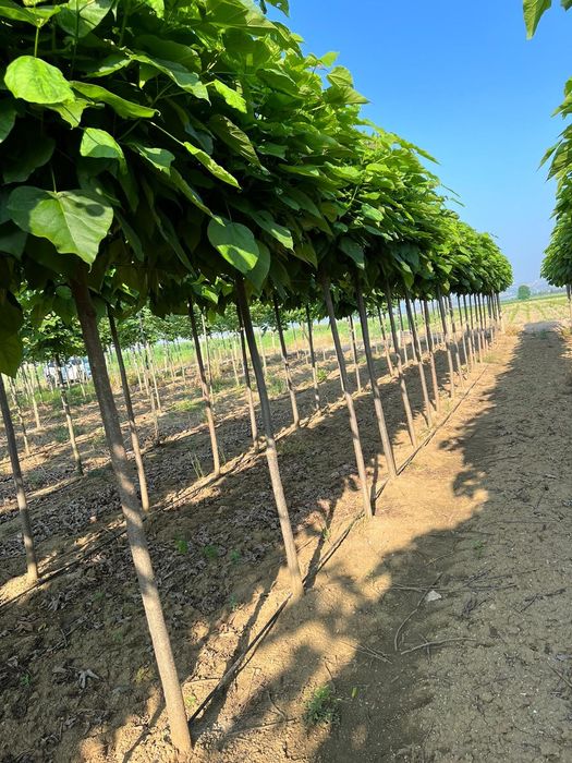 Copaci ciupercă Catalpa, copaci de umbra tei, artar, mesteacan,stejar ...