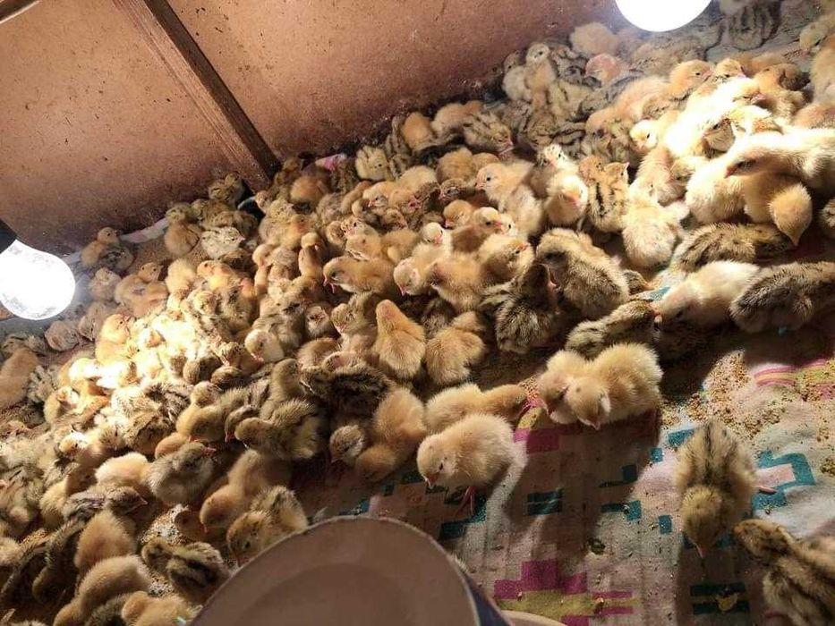 Vand pui de prepelite si oua de prepelita Pitesti • OLX.ro