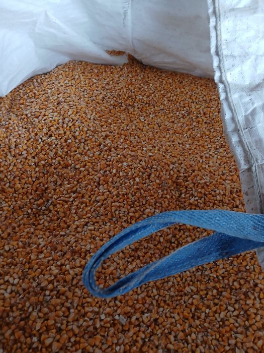 Vand porumb 2025 Beiusele • OLX.ro