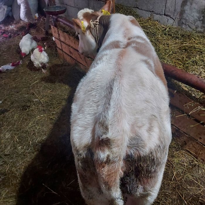 Vițică de 4 luni Bodesti • OLX.ro