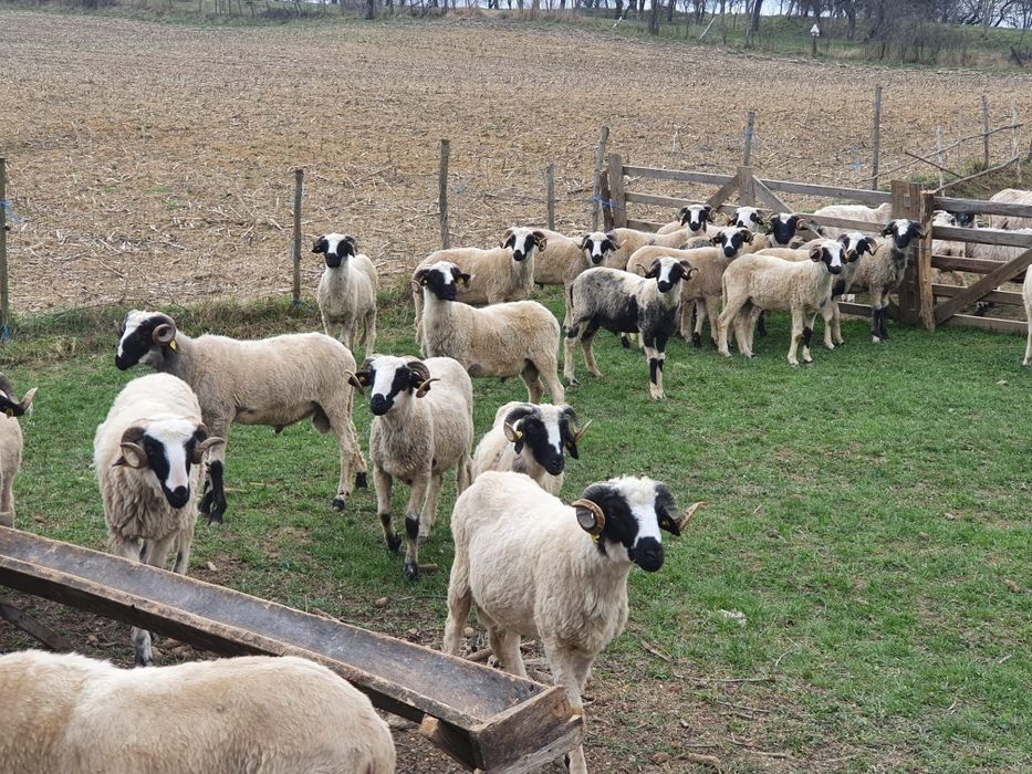 Vand berbeci breji cu certificat de origine- an nastere 2022 Valisoara ...